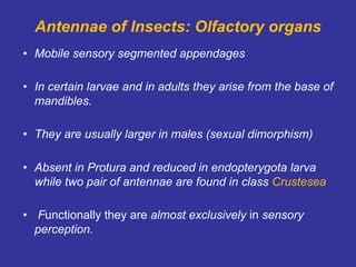 Structure and Modifications of antennae | PDF