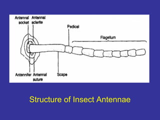 Structure and Modifications of antennae | PDF