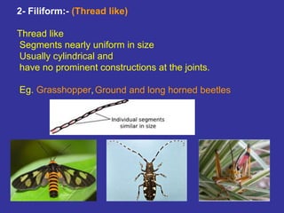 Structure and Modifications of antennae | PDF