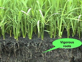 0404 The 3-S System of Rice Cultivation | PPT