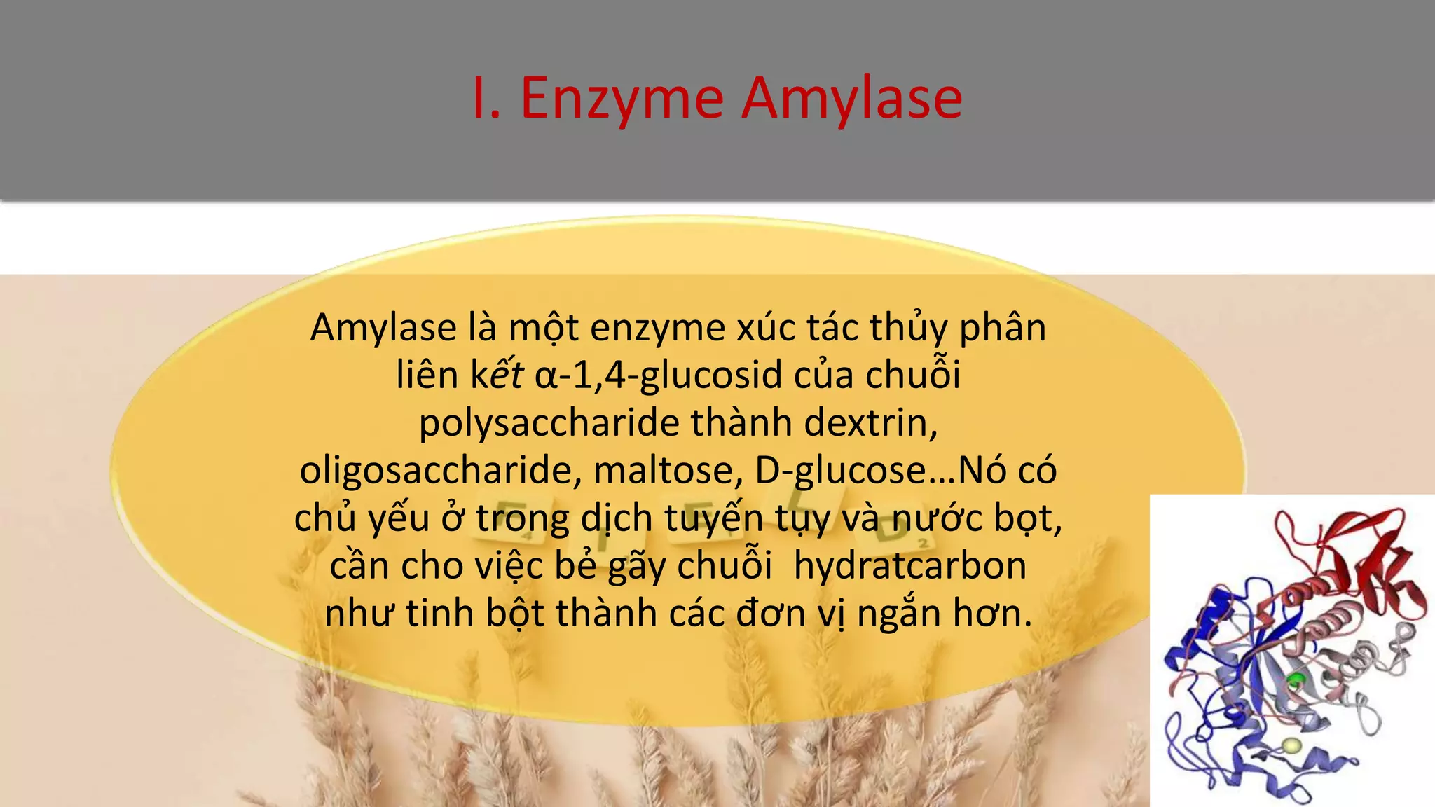 04_05_ cố định enzyme amylase trên alginate trong CNSX bia.pptx