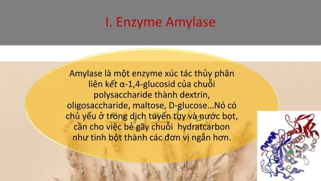 04_05_ cố định enzyme amylase trên alginate trong CNSX bia.pptx