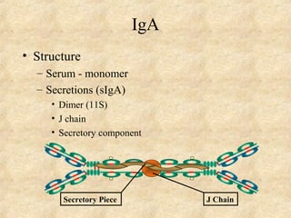 Immunoglobulins | PPT