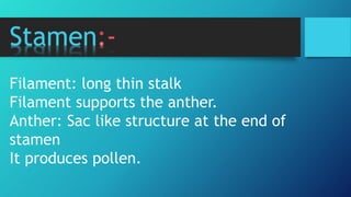 flower structure.pptx