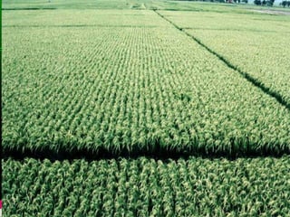 0408 Opportunities for Rice Self-Sufficiency in Indonesia with ...