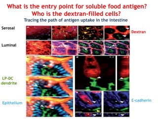 Goblet Cells Deliver Luminal Antigen to CD103+ DCs | PPTX | Digestive ...