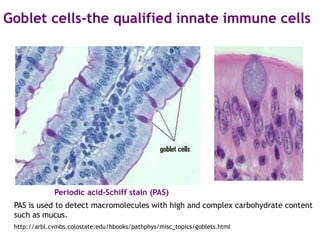 Goblet Cells Deliver Luminal Antigen to CD103+ DCs | PPTX | Digestive ...