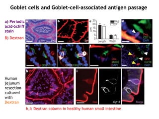 Goblet Cells Deliver Luminal Antigen to CD103+ DCs | PPTX