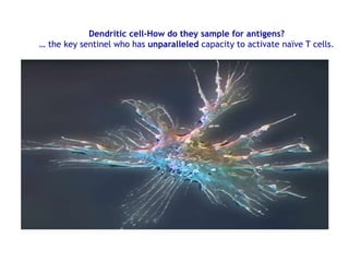 Goblet Cells Deliver Luminal Antigen to CD103+ DCs | PPTX | Digestive ...