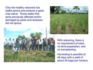 0420 SRI Trial – Organic Fertilizer Production Process & Ratooning ...