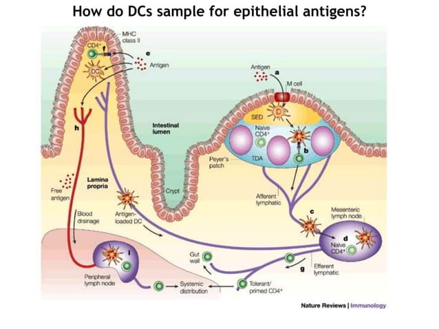 Induction of Protective IgA by intestinal DC | PPTX
