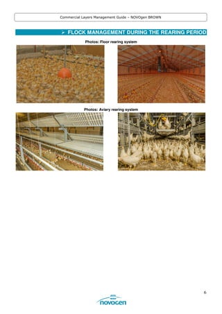 NOVOgen BROWN -- Commercial Layers Management Guide | PDF
