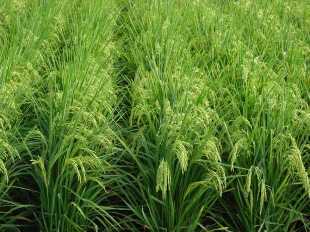 0429 Development of System of Rice Intensification for Rice Production ...