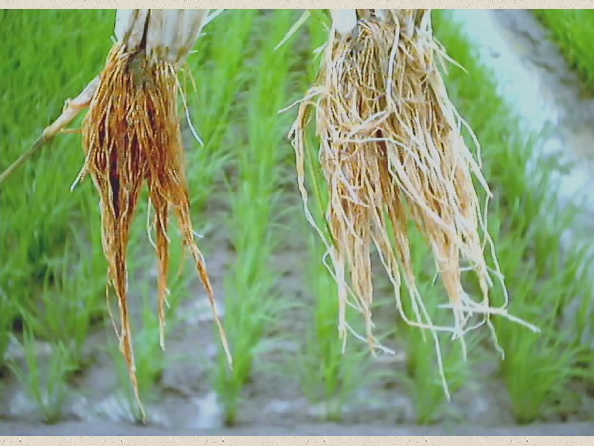 0430 System of Rice Intensification (SRI) | PPT