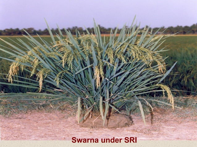 0430 System of Rice Intensification (SRI) | PPT