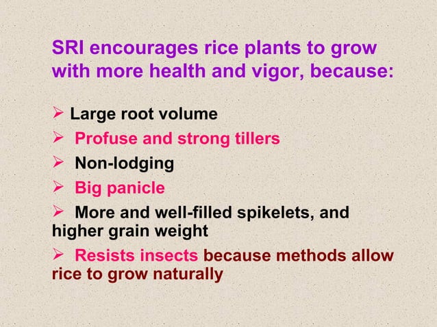 0430 System of Rice Intensification (SRI) | PPT