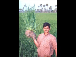 0430 System of Rice Intensification (SRI) | PPT