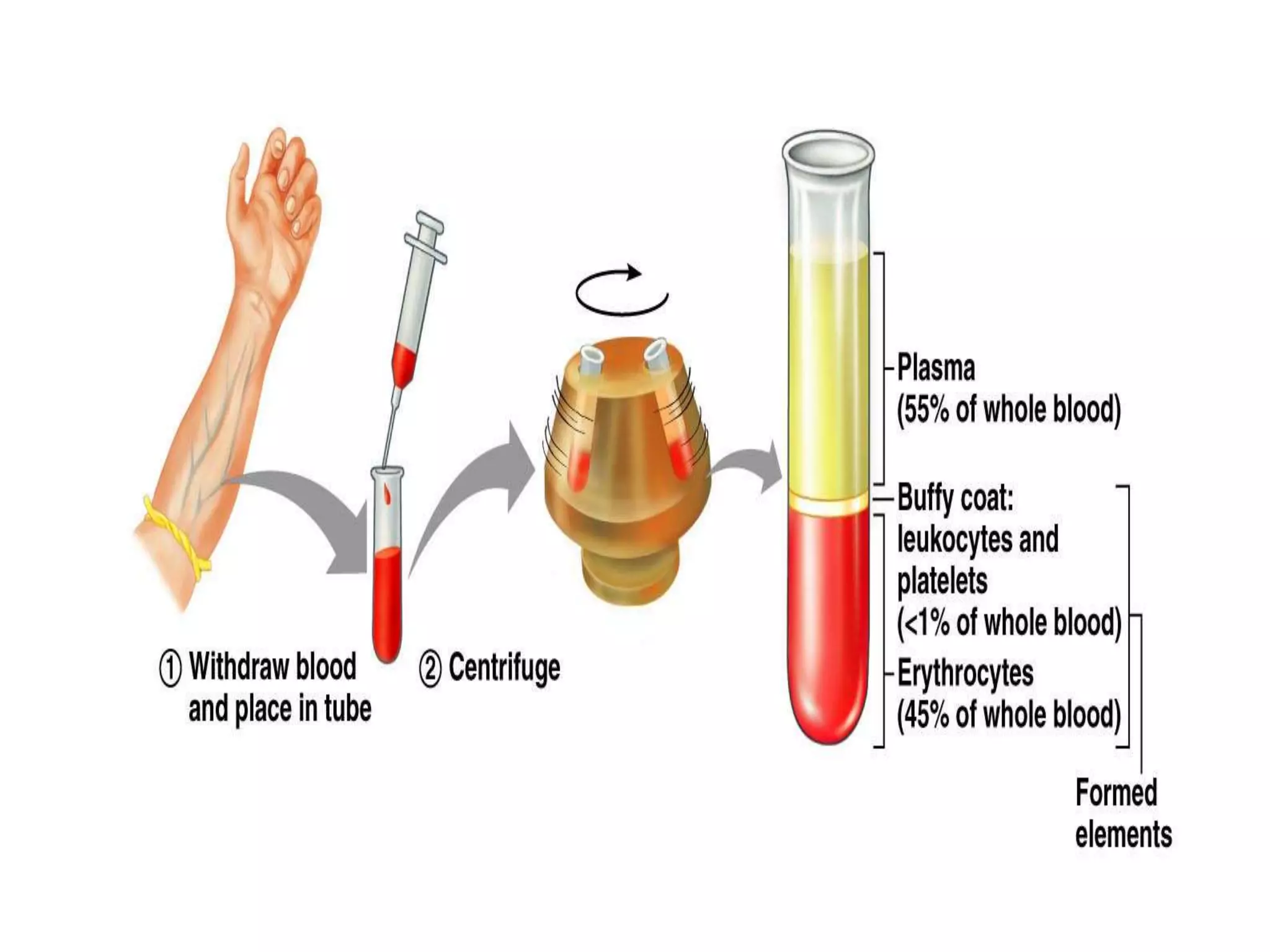 HUMAN BLOOD - composition and functions of blood, hemopoeisis, blood ...