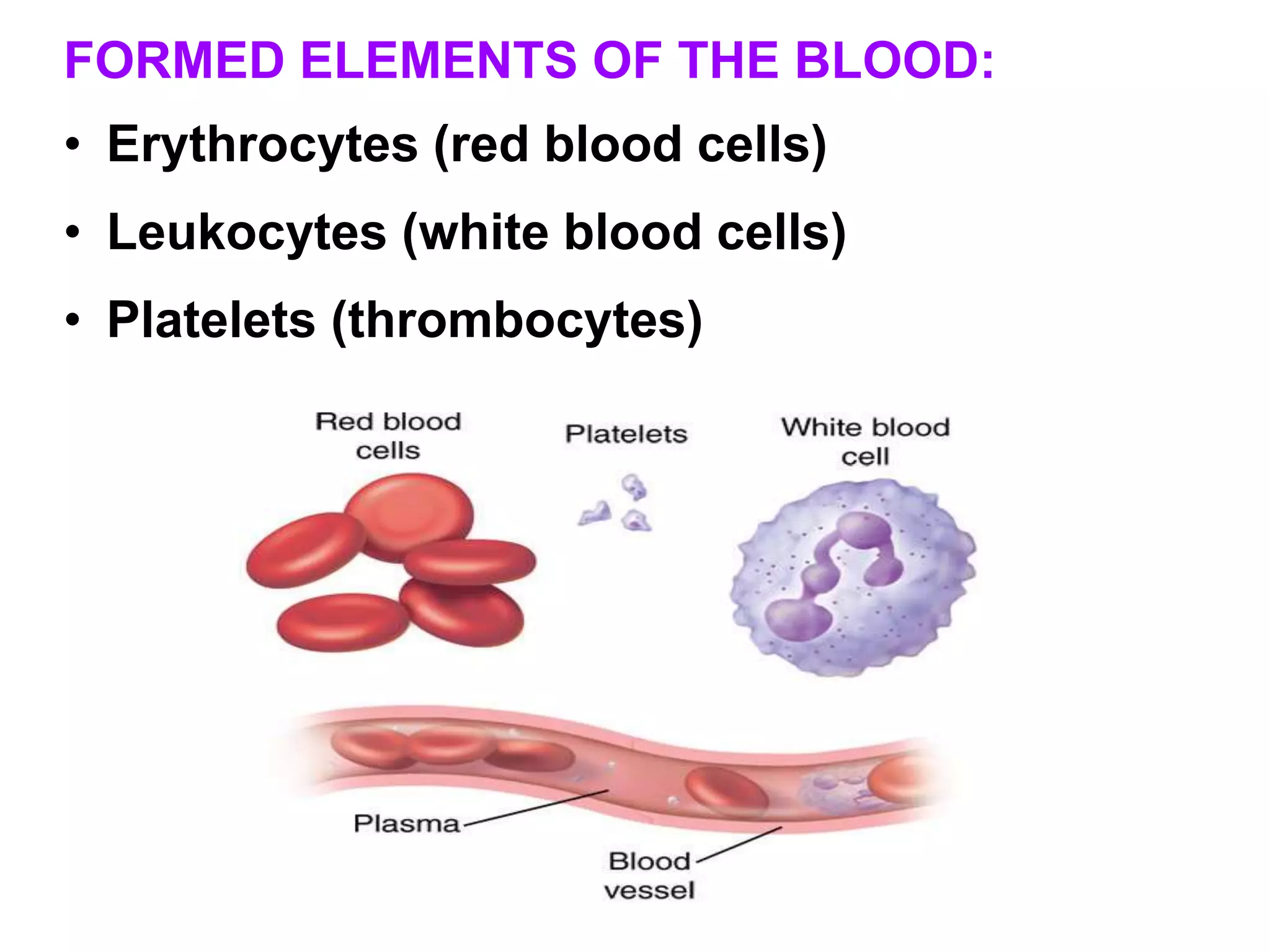 HUMAN BLOOD - composition and functions of blood, hemopoeisis, blood ...