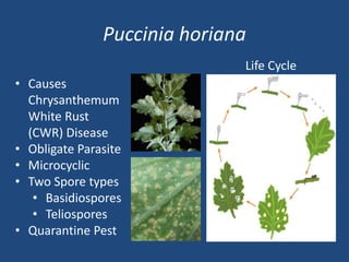 In planta detection of Puccinia horiana 9 | PPTX