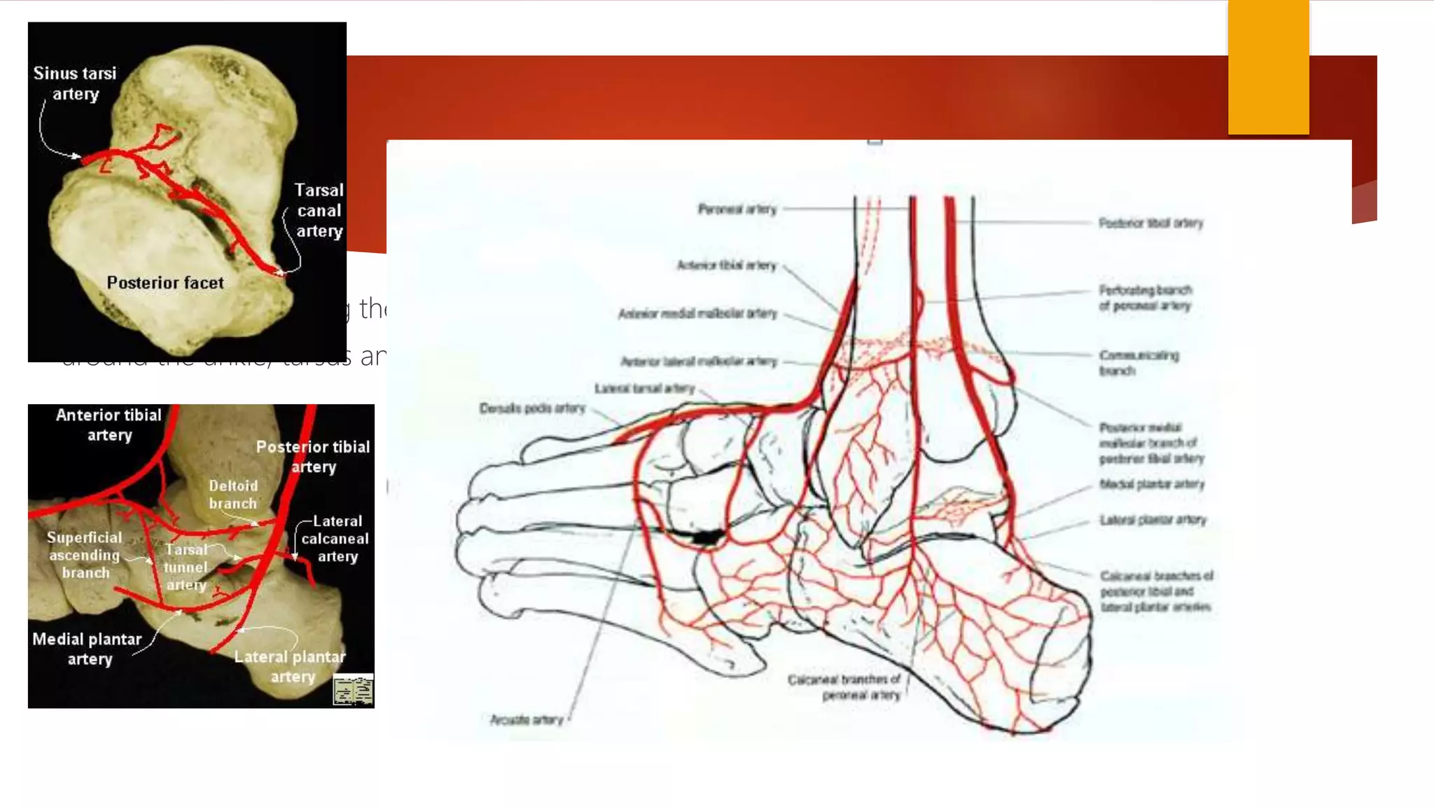 04 ankle fractures ppt | PPTX
