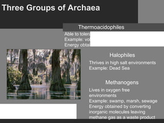04 archae + bacteria | PPT