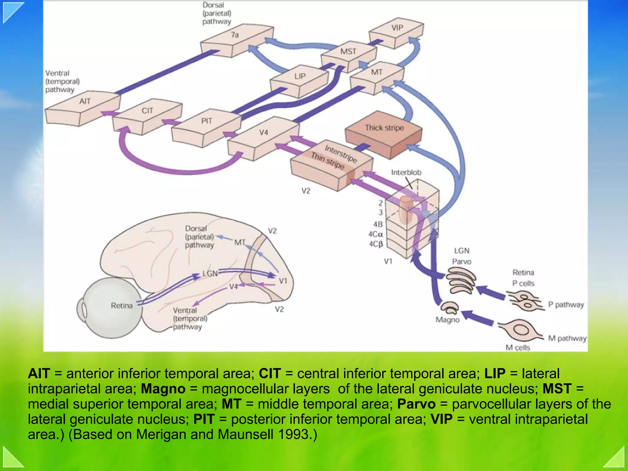 04a visiual signal processing intorduction | PPT