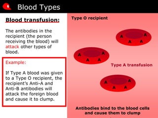 04 blood types | PPT