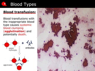04 blood types | PPT
