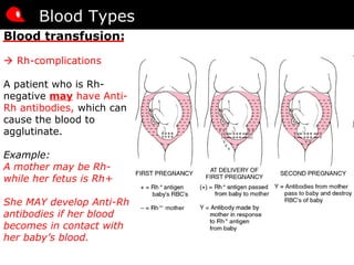 04 blood types | PPT
