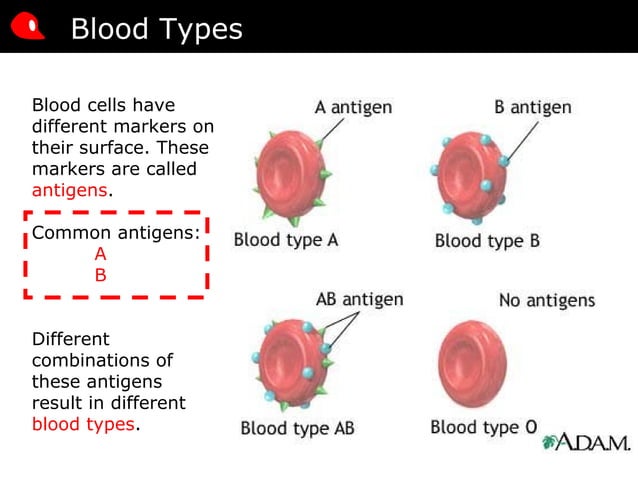 04 blood types | PPT | Free Download