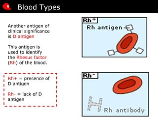 04 blood types | PPT