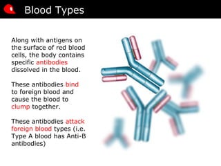 04 blood types | PPT