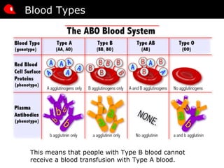 04 blood types | PPT