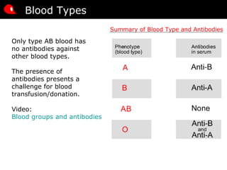 04 blood types | PPT