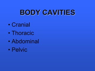 04 Body Cavities.ppttttttttttttttttttttt | PPT