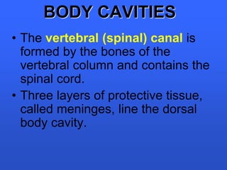 04 Body Cavities.ppttttttttttttttttttttt | PPT