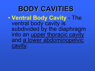 04 Body Cavities.ppttttttttttttttttttttt | PPT