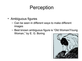 Sensation and perception | PPT