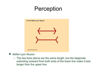 Sensation and perception | PPT