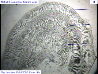 SFCC Scale Reading Practical - 2017 | PPTX