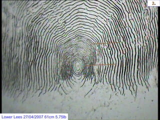 SFCC Scale Reading Practical - 2017 | PPTX