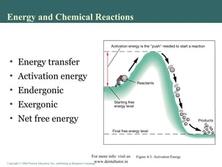 Cellular Metabolism | PPT