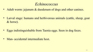04 Cestodes of medical importance- Microbiology.pptx