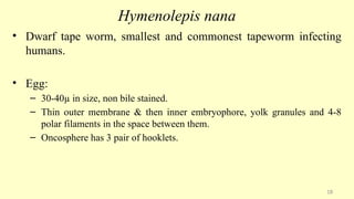 04 Cestodes of medical importance- Microbiology.pptx
