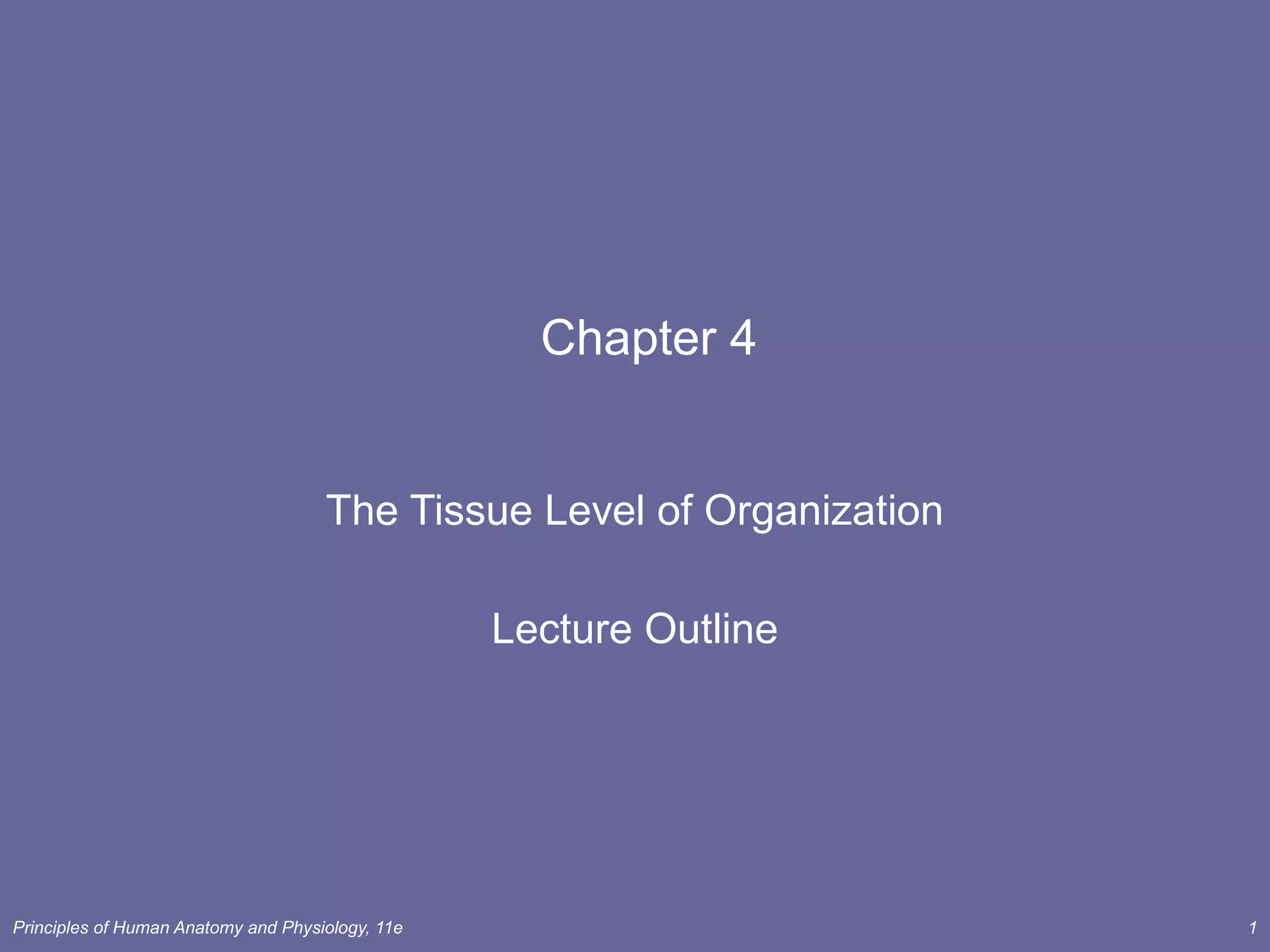 04 [chapter 4 the tissue level of organization][11e] | PPT