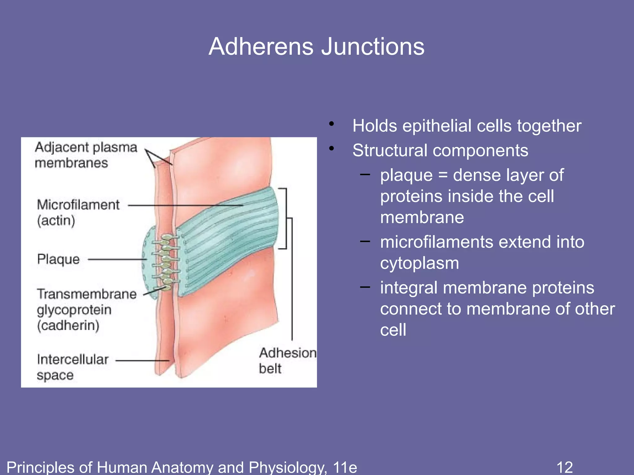 04 [chapter 4 the tissue level of organization][11e] | PPT
