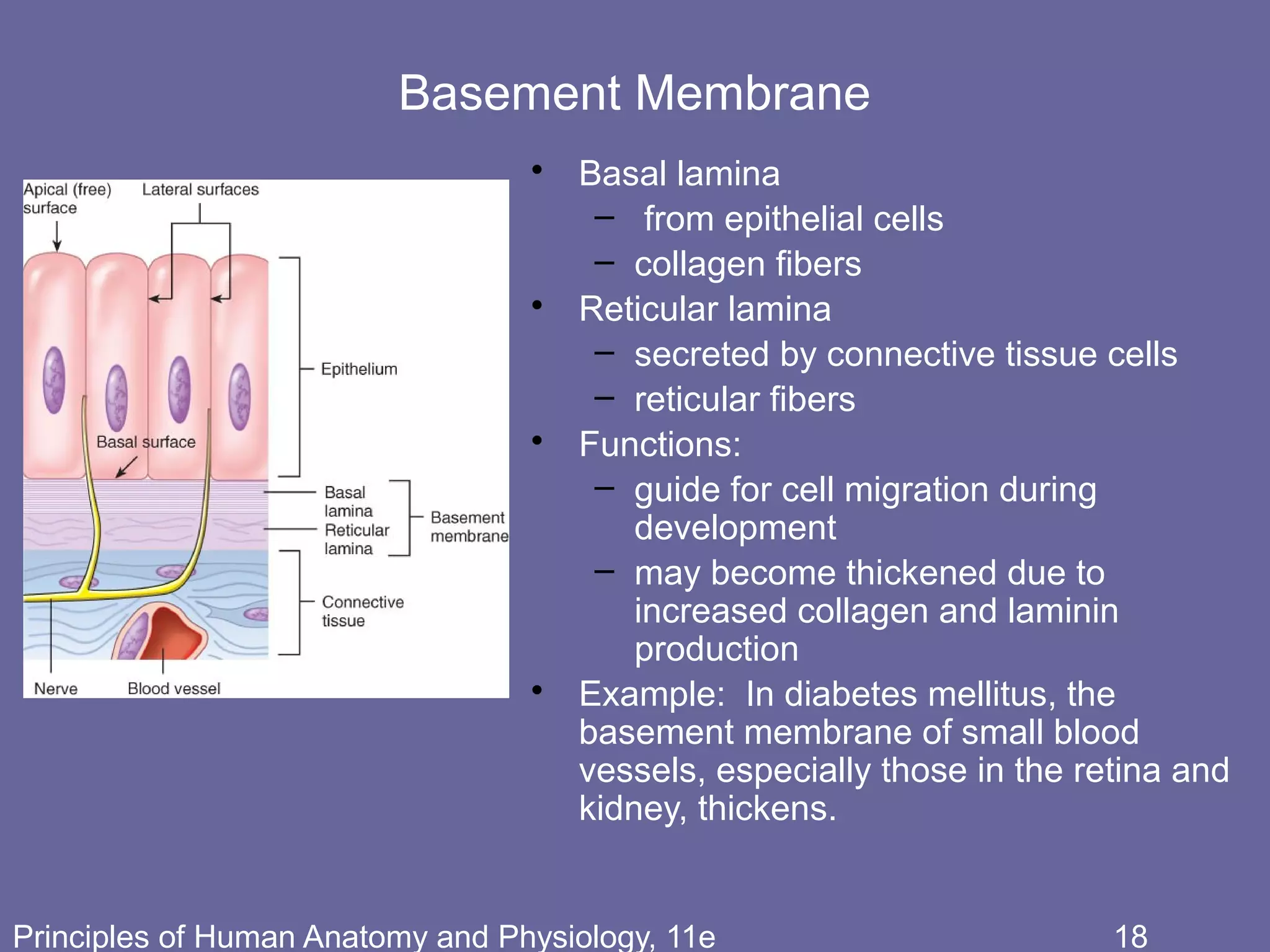04 [chapter 4 the tissue level of organization][11e] | PPT