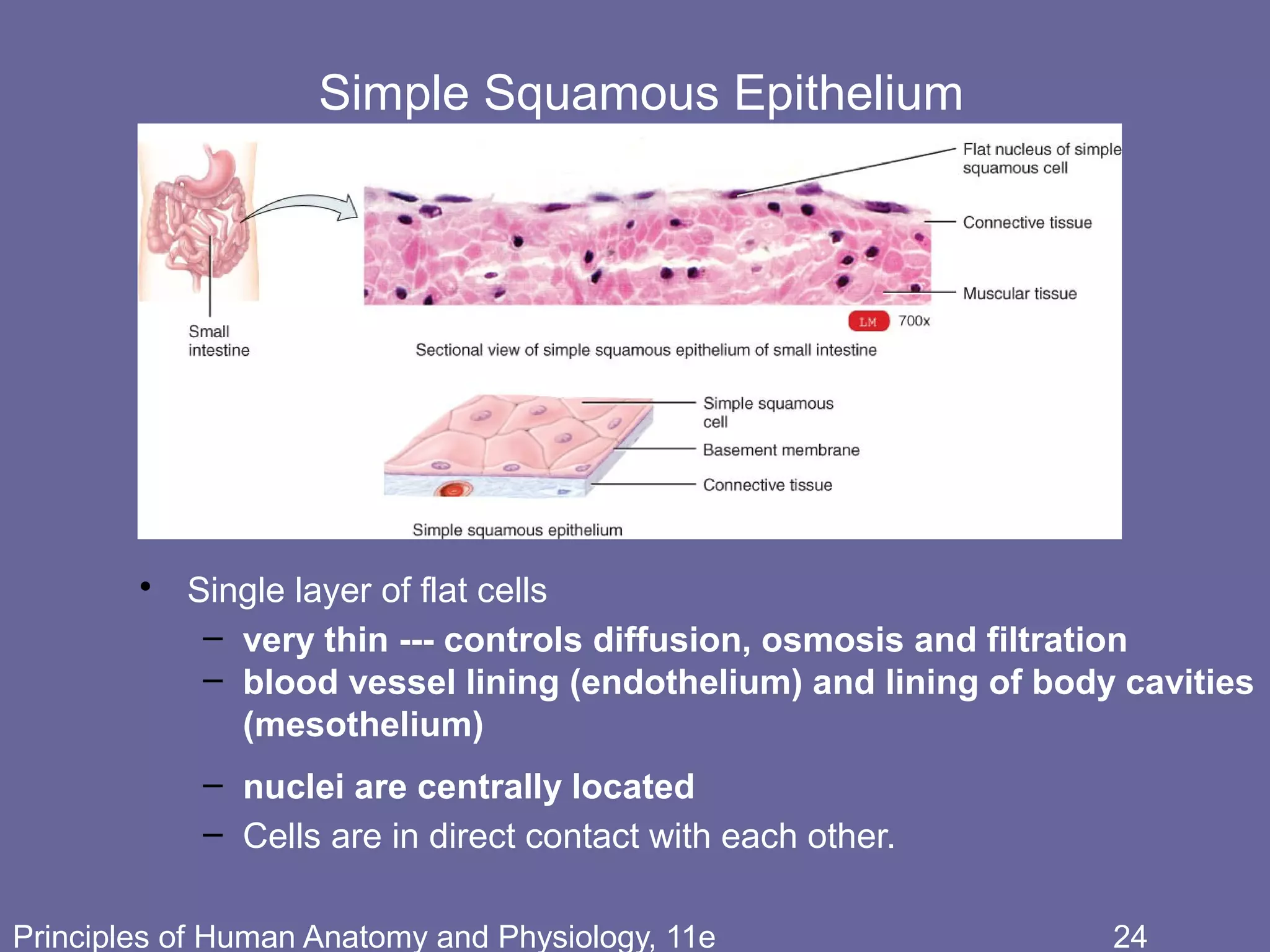 04 [chapter 4 the tissue level of organization][11e] | PPT