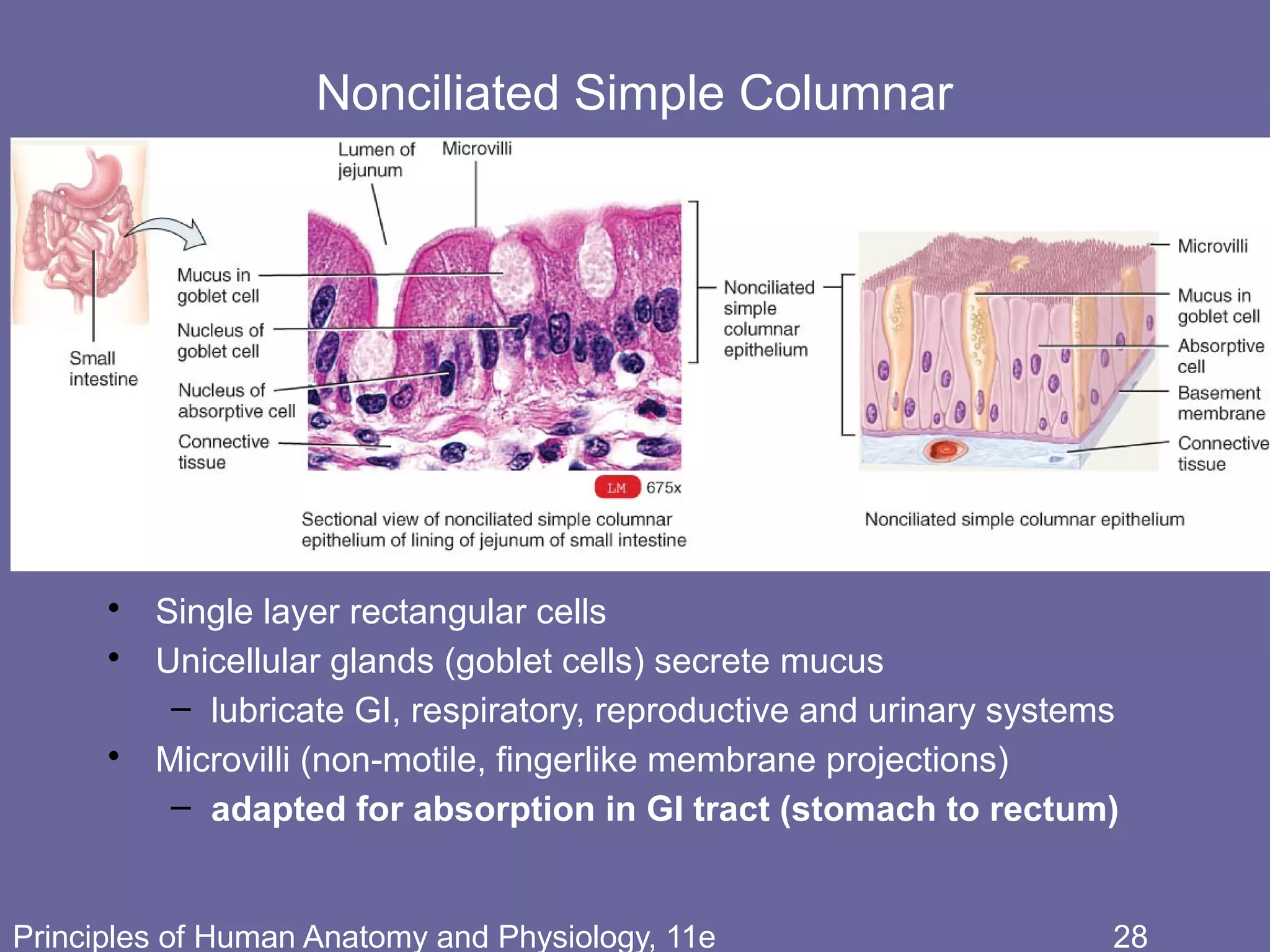 04 [chapter 4 the tissue level of organization][11e] | PPT